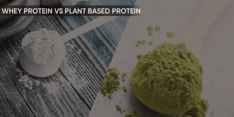 Whey Protein vs Plant Based Protein – Fitspire